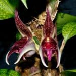 30 Bulbophyllum Orchids: Identification and Care Essentials | Succulent ...