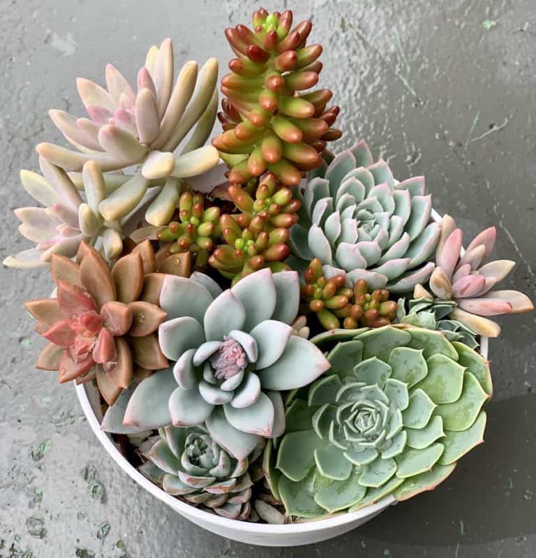 17 Creative Succulent Bowl Ideas to Try Today | Succulent Alley