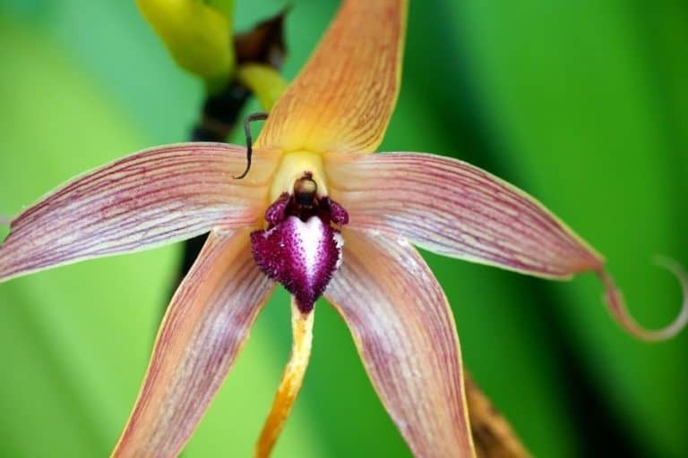 30 Bulbophyllum Orchids: Identification and Care Essentials | Succulent ...
