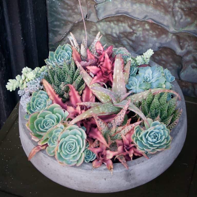 17 Creative Succulent Bowl Ideas to Try Today | Succulent Alley