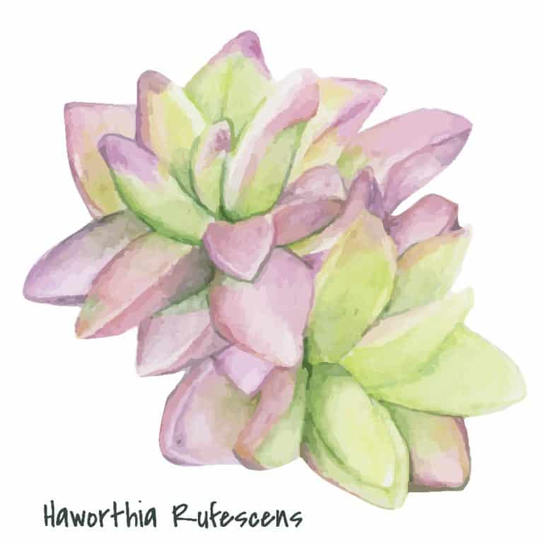 Step-by-Step Tutorial: Drawing Beautiful Succulents | Succulent Alley