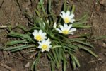 Calandrinia Plants: Varieties and How to Grow Them | Succulent Alley
