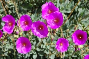 Calandrinia Plants: Varieties and How to Grow Them | Succulent Alley