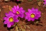 Calandrinia Plants: Varieties and How to Grow Them | Succulent Alley
