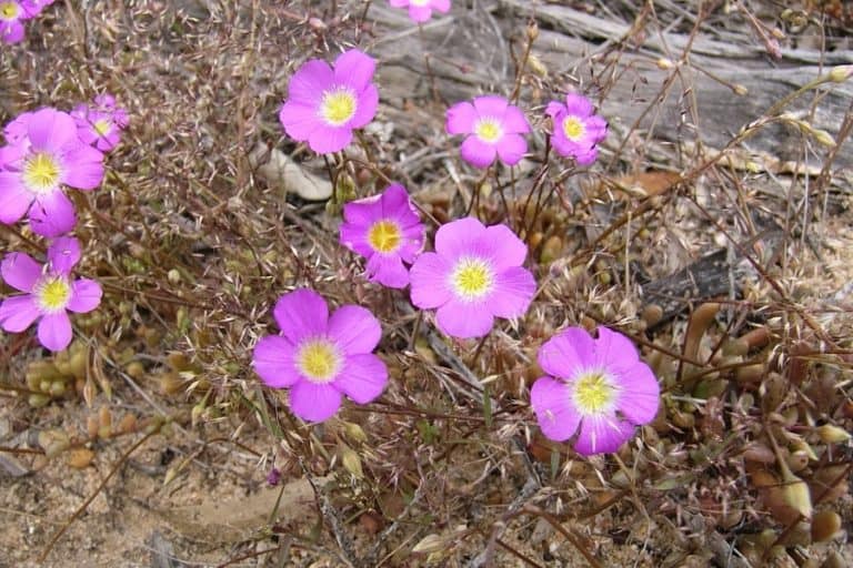 Calandrinia Plants: Varieties and How to Grow Them | Succulent Alley