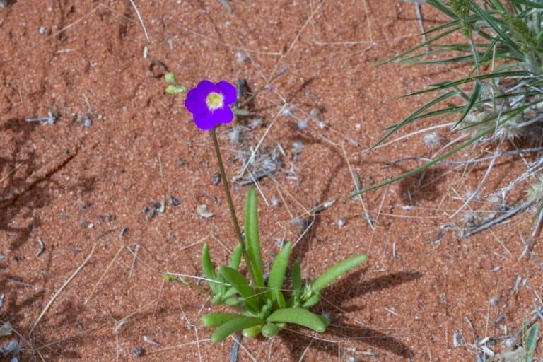 Calandrinia Plants: Varieties and How to Grow Them | Succulent Alley
