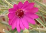 Calandrinia Plants: Varieties and How to Grow Them | Succulent Alley