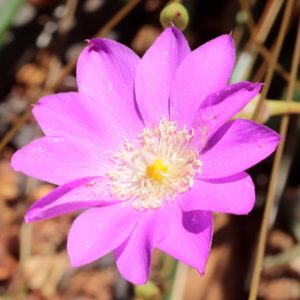 Calandrinia Plants: Varieties and How to Grow Them | Succulent Alley