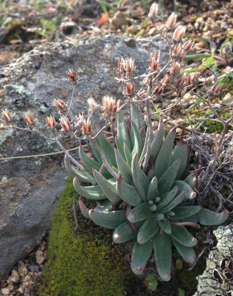 Dudleya Succulents 101: A Visual Tour of 52 Different Varieties ...