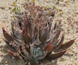 Dudleya Succulents 101: A Visual Tour of 52 Different Varieties ...
