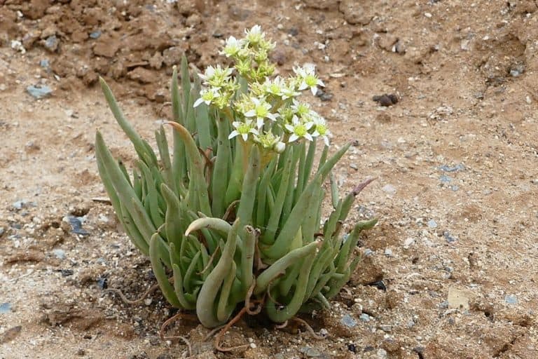 Dudleya Succulents 101: A Visual Tour of 52 Different Varieties ...