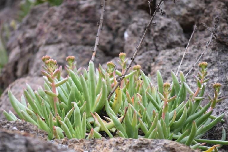 Dudleya Succulents 101: A Visual Tour of 52 Different Varieties ...