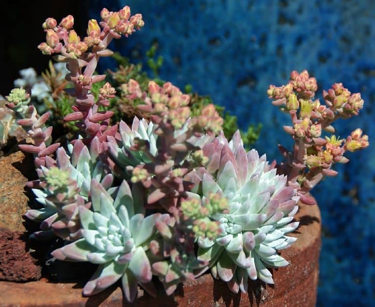 Dudleya Succulents 101: A Visual Tour of 52 Different Varieties ...