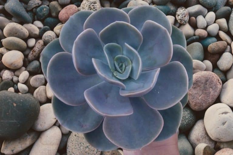 30 Blue Succulent Stunners for Your Collection | Succulent Alley
