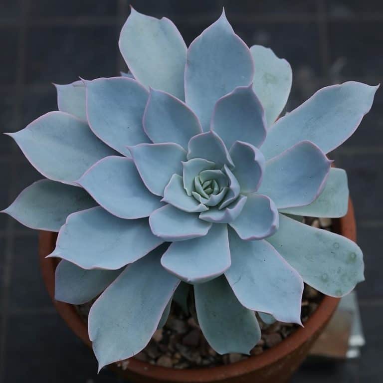 30 Blue Succulent Stunners for Your Collection | Succulent Alley