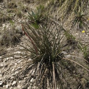 The Unsung Succulent Heroes: 7 Hesperaloe Varieties to Elevate Your ...