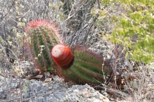 A Comprehensive Guide to 36 Melocactus Varieties: Care Tips Included ...