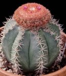 A Comprehensive Guide to 36 Melocactus Varieties: Care Tips Included ...