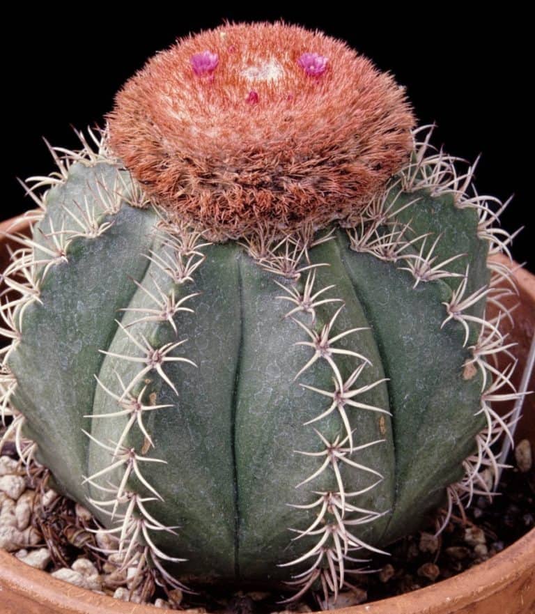 A Comprehensive Guide to 36 Melocactus Varieties: Care Tips Included ...