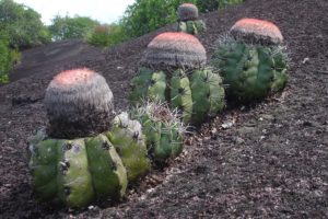 A Comprehensive Guide to 36 Melocactus Varieties: Care Tips Included ...