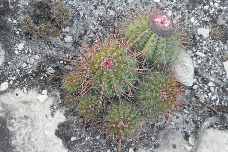 A Comprehensive Guide to 36 Melocactus Varieties: Care Tips Included ...