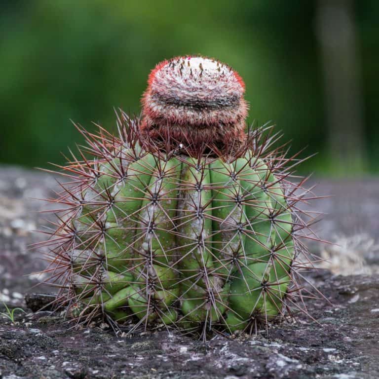 A Comprehensive Guide to 36 Melocactus Varieties: Care Tips Included ...