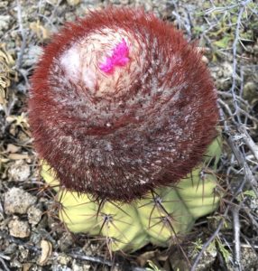 A Comprehensive Guide to 36 Melocactus Varieties: Care Tips Included ...