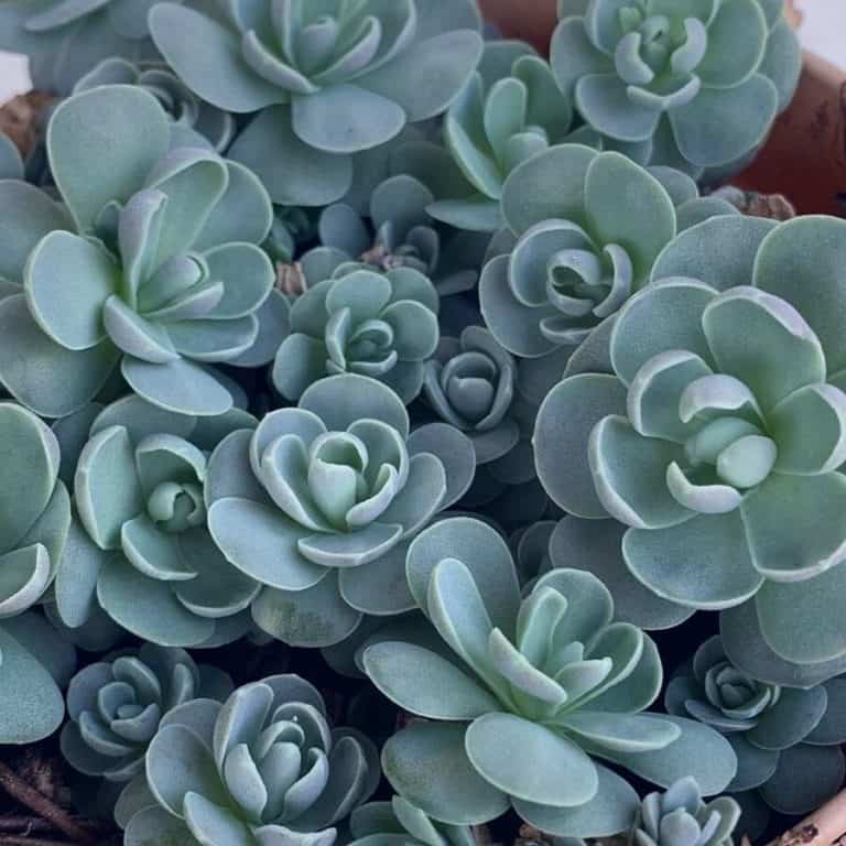 30 Blue Succulent Stunners for Your Collection | Succulent Alley