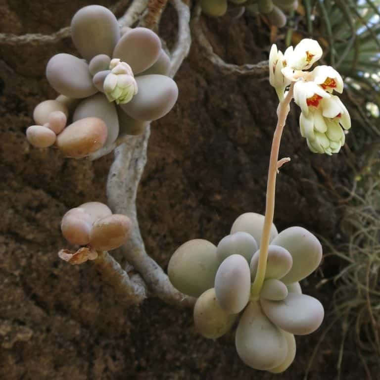 Pachyphytum Succulents 101: Varieties and Care Explained | Succulent Alley