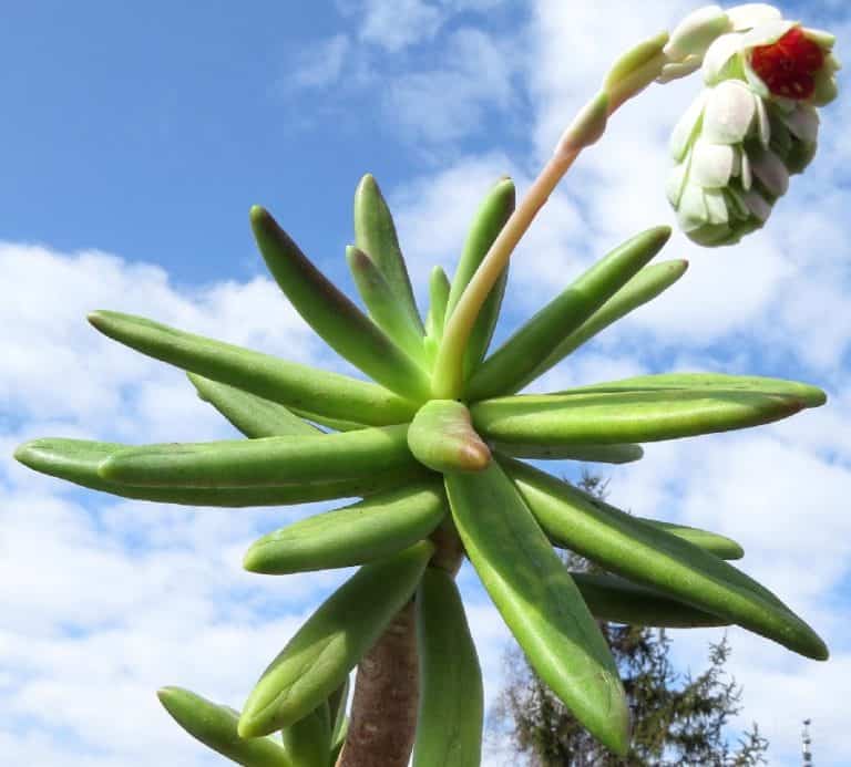 Pachyphytum Succulents 101: Varieties and Care Explained | Succulent Alley