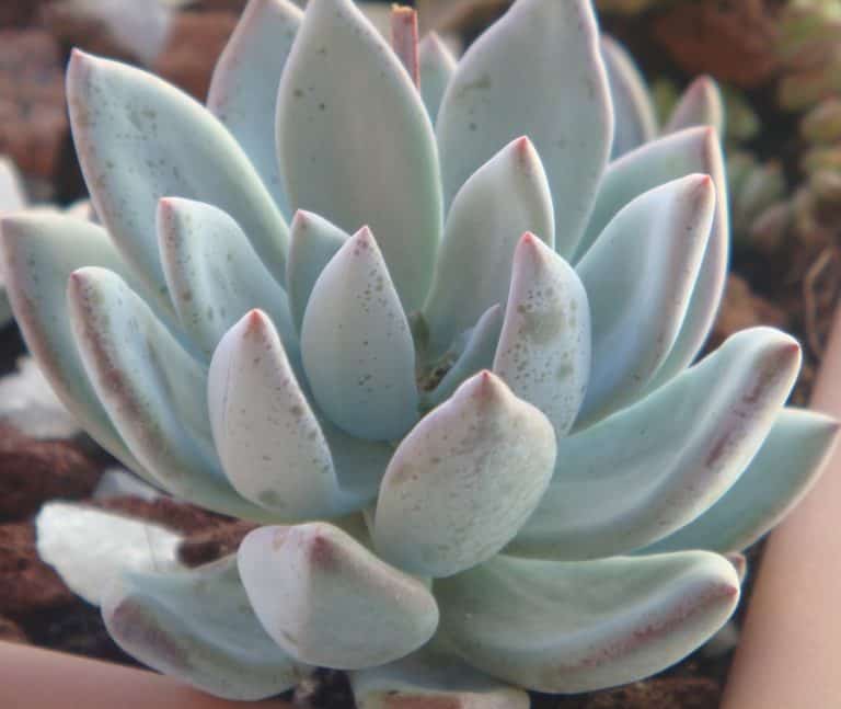 30 Blue Succulent Stunners for Your Collection | Succulent Alley