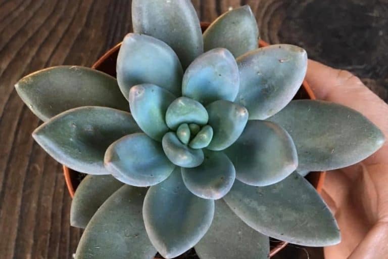 30 Blue Succulent Stunners for Your Collection | Succulent Alley