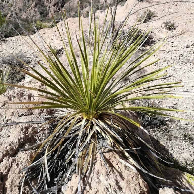 Dasylirion Delights: 19 Types and Their Care Secrets | Succulent Alley