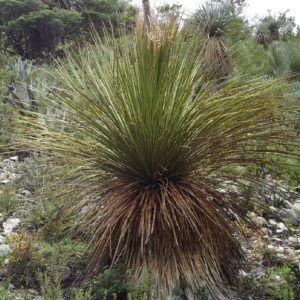 Dasylirion Delights: 19 Types and Their Care Secrets | Succulent Alley