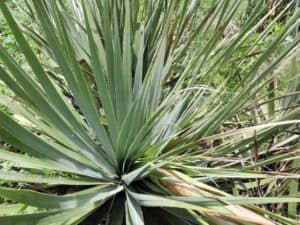 Dasylirion Delights: 19 Types and Their Care Secrets | Succulent Alley