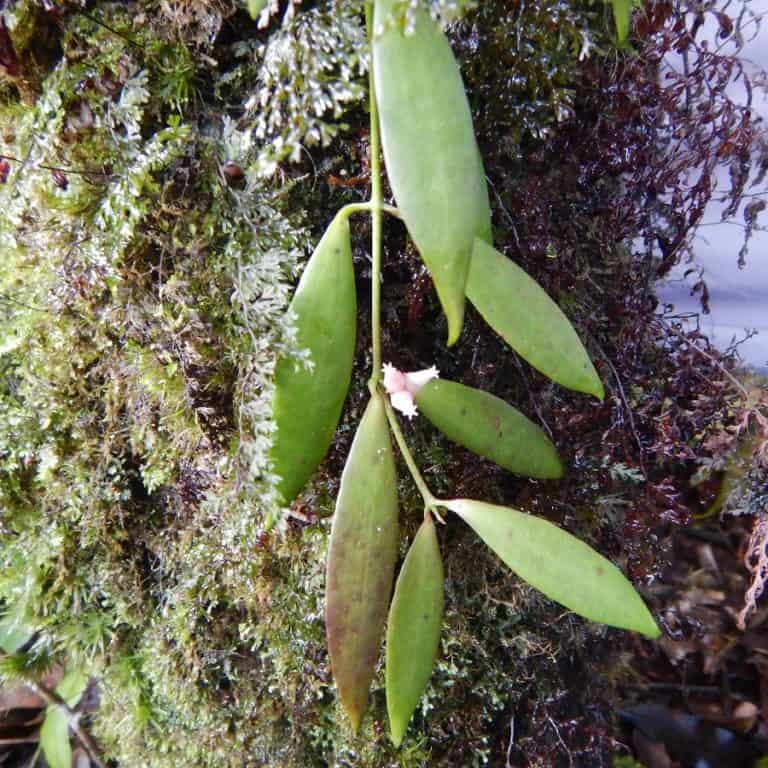 16 Types of Dischidia Succulents (With Pictures) | Succulent Alley