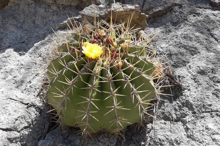 Ferocactus Cacti: 44 Types Unveiled with Care Instructions | Succulent ...
