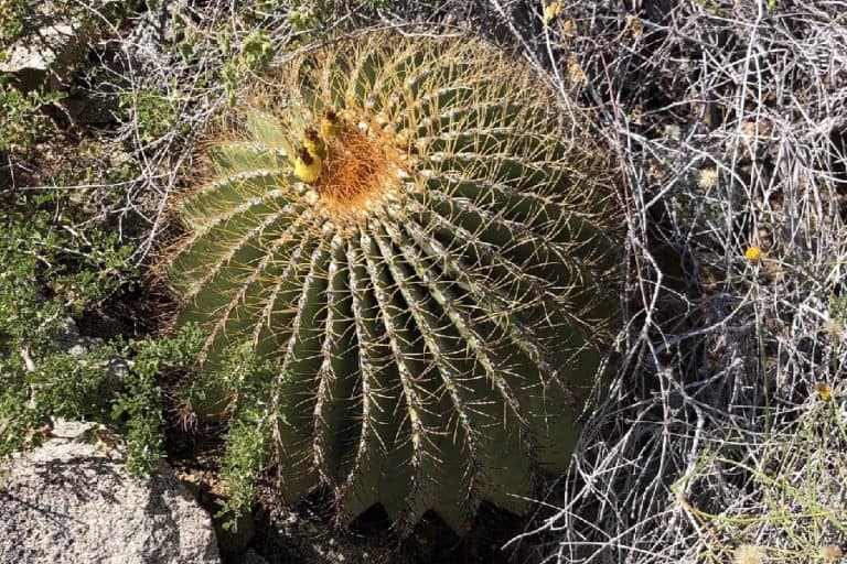 Ferocactus Cacti: 44 Types Unveiled with Care Instructions | Succulent ...