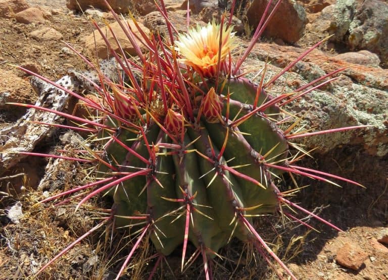 Ferocactus Cacti: 44 Types Unveiled with Care Instructions | Succulent ...