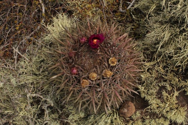 Ferocactus Cacti: 44 Types Unveiled with Care Instructions | Succulent ...