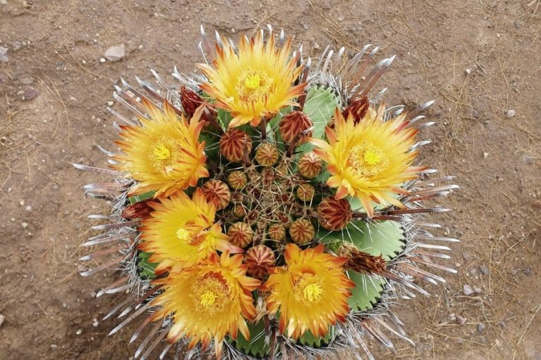 Ferocactus Cacti: 44 Types Unveiled with Care Instructions | Succulent ...