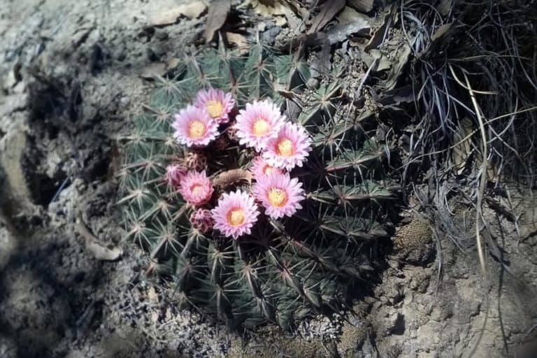 Ferocactus Cacti: 44 Types Unveiled with Care Instructions | Succulent ...