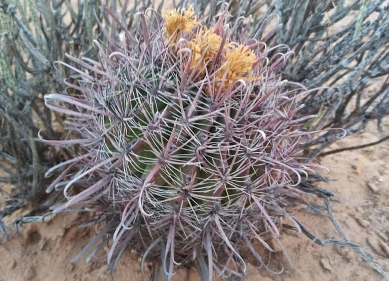 Ferocactus Cacti: 44 Types Unveiled with Care Instructions | Succulent ...