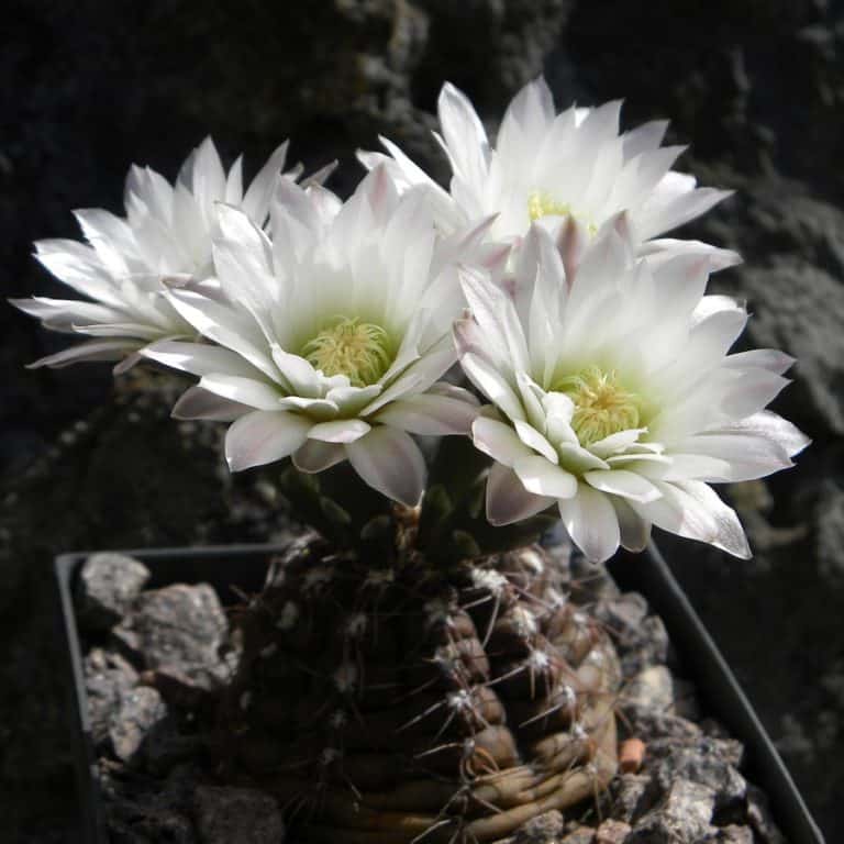 Explore 96 Varieties of Gymnocalycium Cacti: Illustrated Edition ...