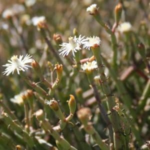 Mesembryanthemum Succulents: Exploring 82 Varieties with Care ...