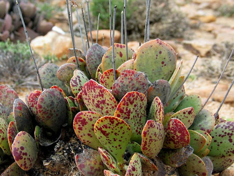 40 Adromischus Varieties to Captivate Your Senses | Succulent Alley