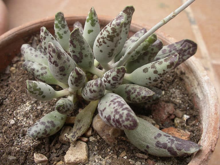 40 Adromischus Varieties to Captivate Your Senses | Succulent Alley