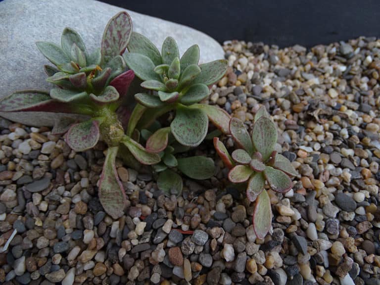 40 Adromischus Varieties to Captivate Your Senses | Succulent Alley