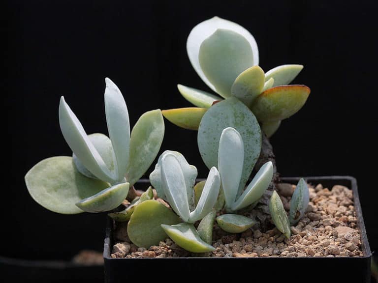 40 Adromischus Varieties to Captivate Your Senses | Succulent Alley