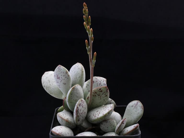 40 Adromischus Varieties to Captivate Your Senses | Succulent Alley